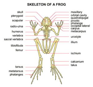 Do Frogs Have Bones? Know Everything That You Need to Know