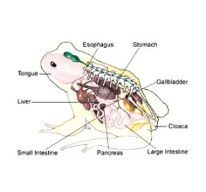 Do Frogs Have Bones? Know Everything That You Need to Know