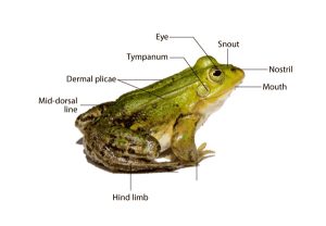 Do Frogs Eat Plants and Grass? The Truth Unfold