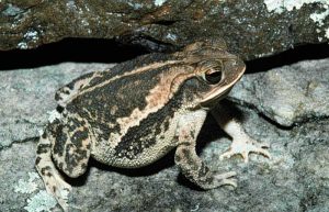 Gulf Coast Toad: Southern United States' Boisterous Native