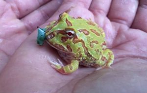 Do Frogs Eat Worms? A Guide To The Amphibian's Food Habit