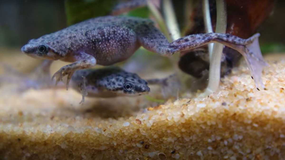 How To Clean African Dwarf Frog Tank?- A Comprehensive Guide