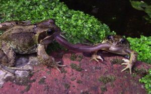 Do Frogs Eat Worms? A Guide To The Amphibian's Food Habit