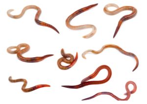 Do Frogs Eat Worms? A Guide To The Amphibian's Food Habit