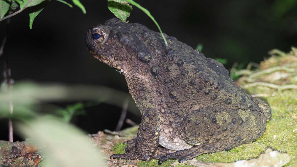 River Toads: Exploring the Phrynoidis Genus