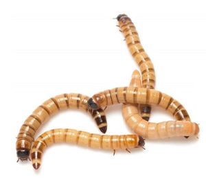 Do Frogs Eat Worms? A Guide To The Amphibian's Food Habit