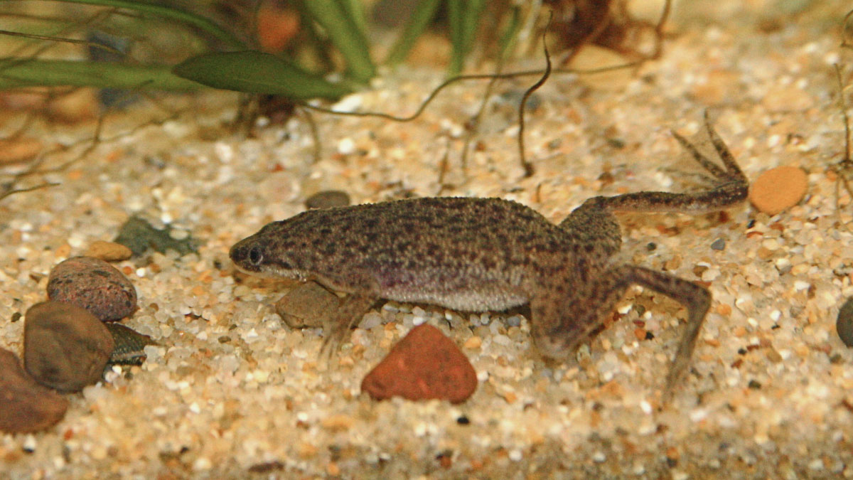 How Do African Dwarf Frogs Sleep? Let's Unveil The Slumber Secret!