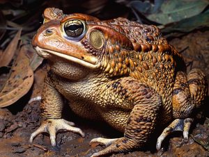 Cane Toad vs Southern Toad: Ecological Impacts Compared