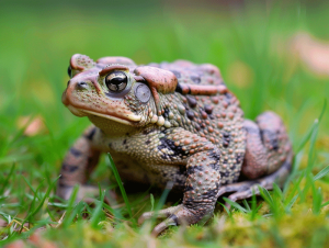 What Is a Toad? Exploring Differences with Frogs