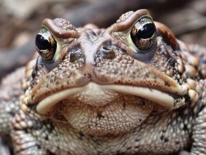 Decoding Toad Poop: What Does It Look Like?