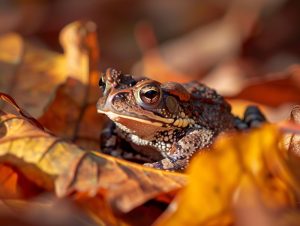 Exploring Where Toads Live: Habitat Impact & Conservation Efforts