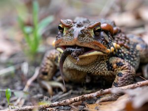 What Do Toads Eat: Unveiling the Key Role of Toad Diet in Ecosystem Balance