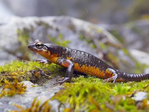Newts vs. Salamanders: Key Differences Revealed